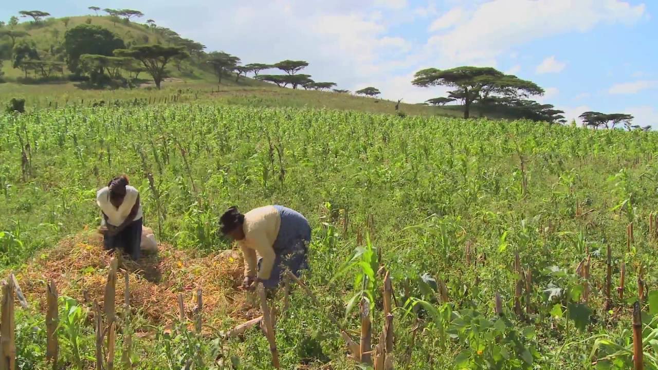 The Climate-Smart Lending Platform – The Global Innovation Lab for Climate Finance