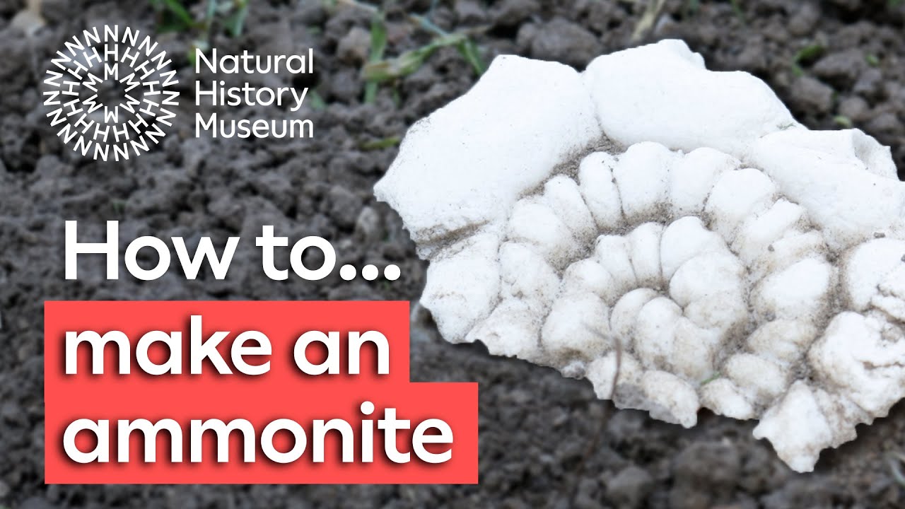 How to make a salt dough ammonite fossil | Natural History Museum