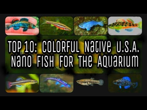 Top 10 Colorful Native USA Nano Fish Species. Aquarium Worthy, North American Wild Species ( NANFA )