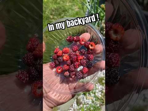 Organic raspberries! #organic #garden #gardening #grow #food #healthy #fruit #fresh #diy #shorts