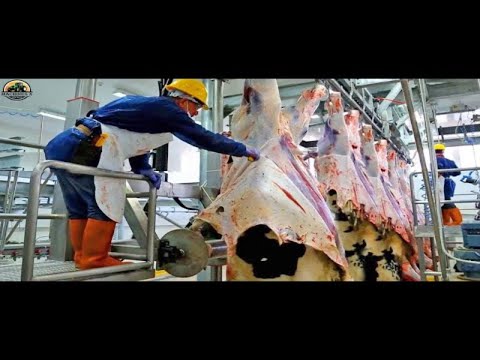 Modern American Beef Processing Factory