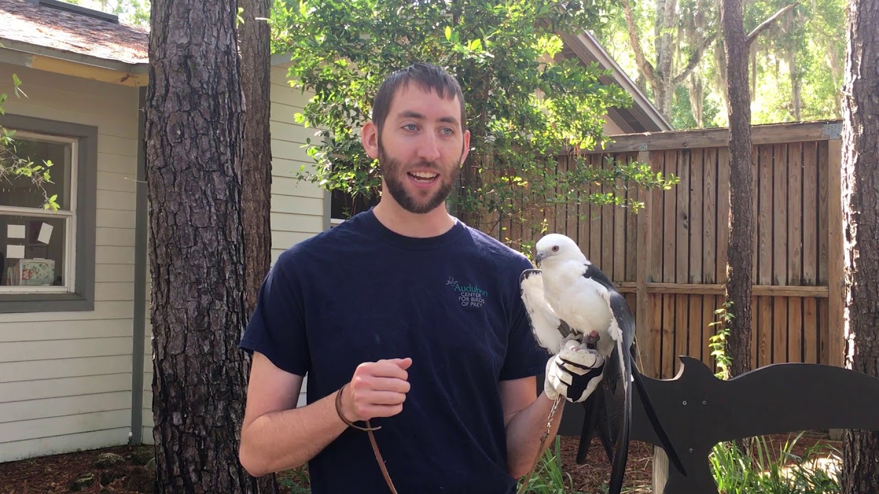 Virtual Lunch and Learn, Swallow-tailed Kites