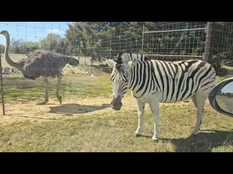 Almost Eaten Alive: Come With Me To Alamo TN Safari Park *WARNING* COLORFUL LANGUAGE ðŸ¤