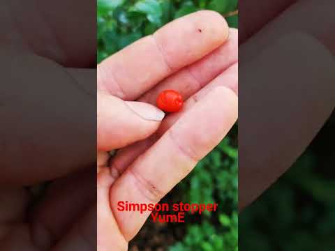 Taste testing Simpson stopper #tropicalfruits #fruittrees #foodforest