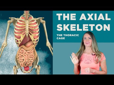 The Thoracic Cage: The Rib cage!