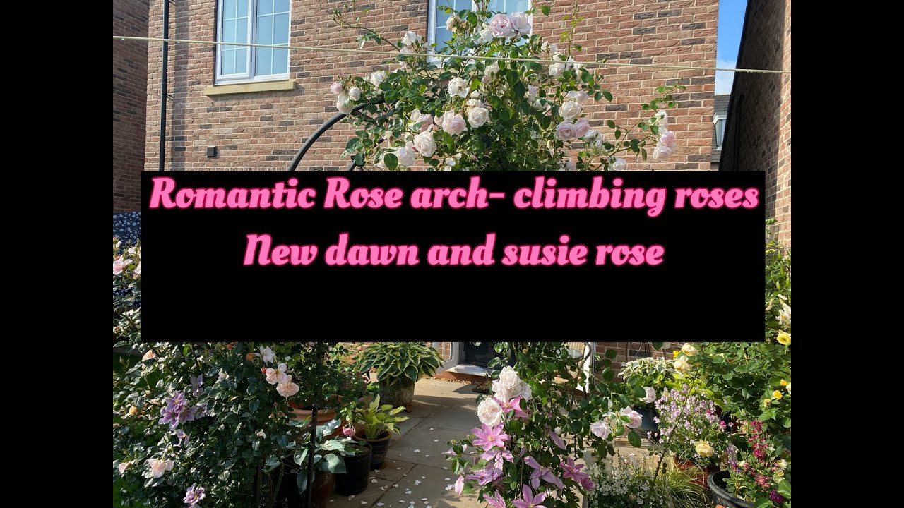 Most Romantic Climbing rose arch in a small garden🥀 Newdawn climbing rose and Rosa susie