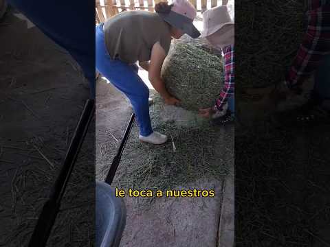 Hoy toca darle de comer alfalfa a los borregos #comida #animals #granja #biologia
