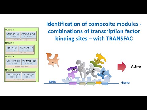 TRANSFAC for identification of composite modules- combinations of transcription factor binding sites