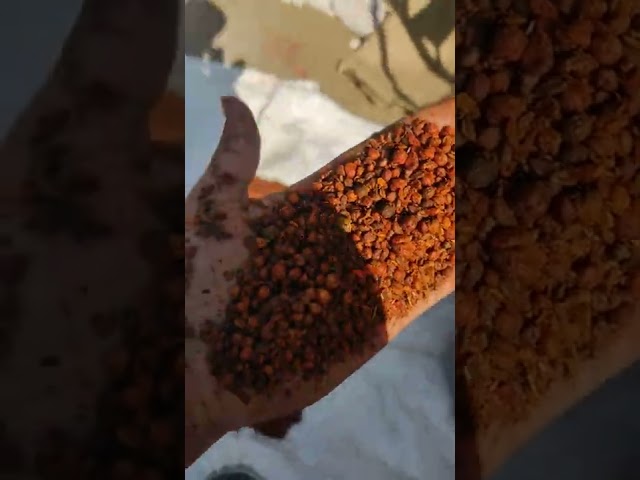 Herbal Seeds - Indian Ginseng Seeds Manufacturer from Neemuch