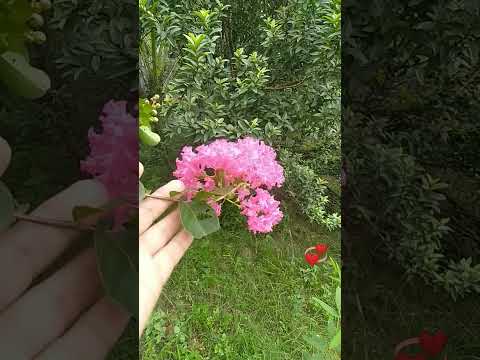 Please subscribe my channel for more videos 💞