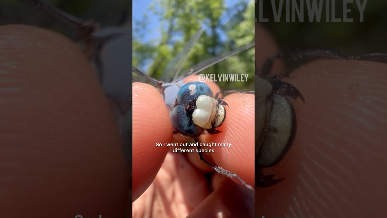 Dragonfly Bite Experiment!!