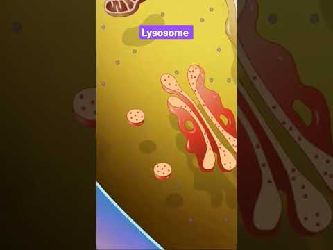 Lysosomes