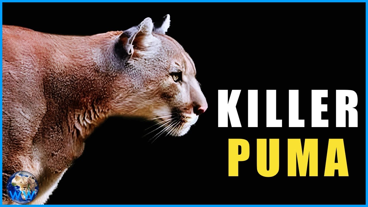 When Mountain Lions Hunt Humans