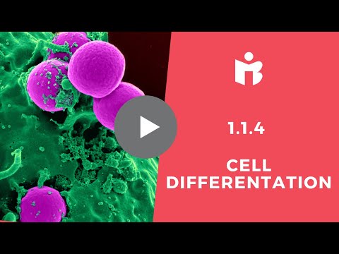 1.1.4 Cell Differentiation & Emergent Properties (IB Biology)