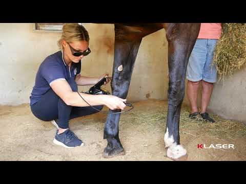 K-Laser VET - EQUINE Tendons Ligaments Injury