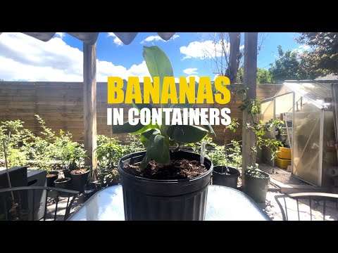 Tiny Banana Wonder: π Super Dwarf Cavendish Review π