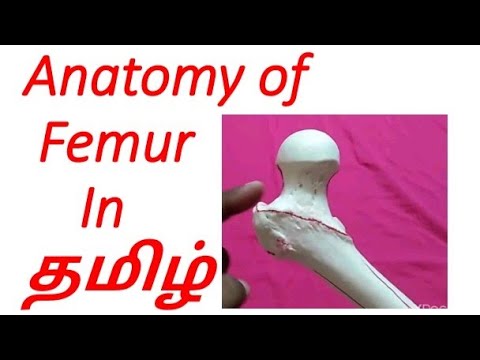 Anatomy of Femur in Tamil/Femur Anatomy in Tamil/Femur bone in Tamil/Anatomy in Tamil