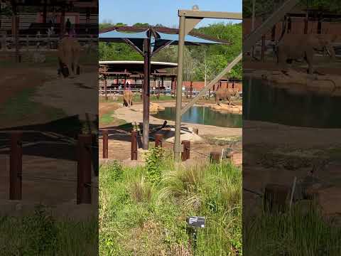 Zoo Atlanta, Ga #elephants