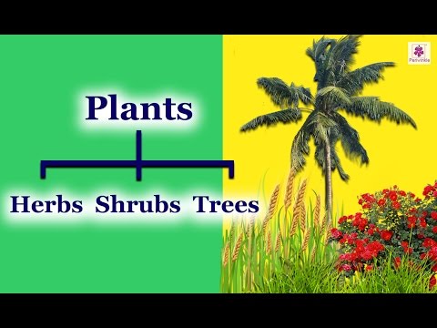 Classification of Plants Herbs, Shrubs, Trees,Creepers and Climbers Video