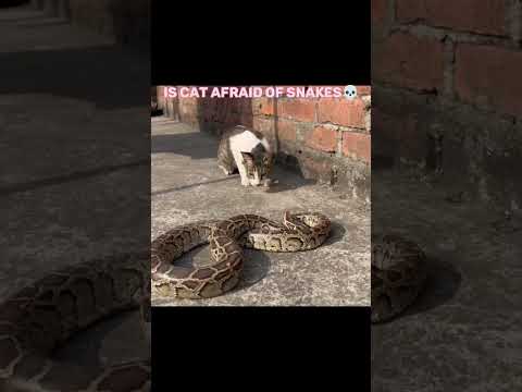 why snakes is afraid of cats.....π #cat #trollfaceedit #trolledit
