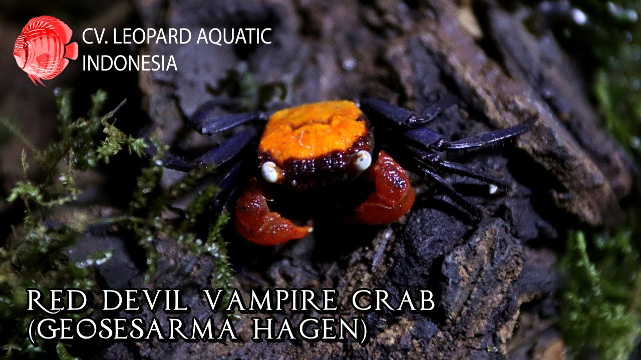 Geosesarma hagen. The Red Devil Vampire that will HAUNT your tank! (Leopard Aquatic Y003A)