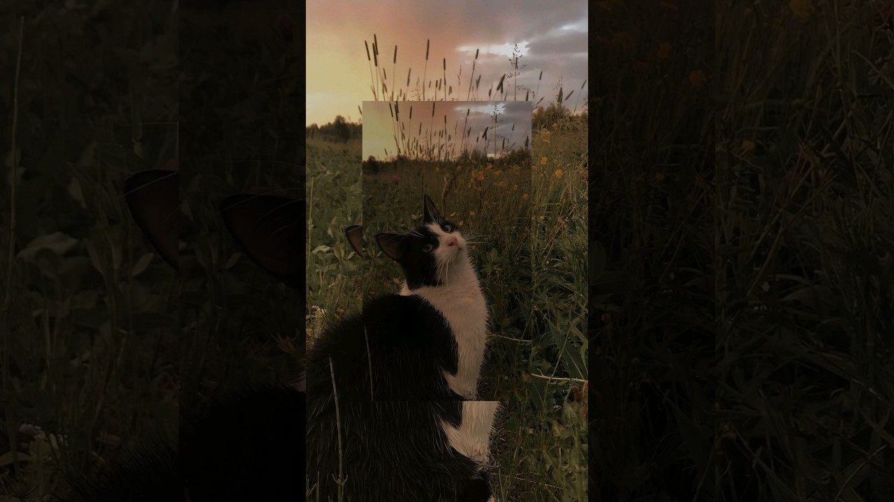 Wallpapers For Your Phone (CATS) #music #phone #trap #trending #viral #wallpaper #youtube #fyp