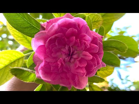 Garden Update on Roses 10 September, 2023 || David Austin, Kordes, Delbard, etc. roses