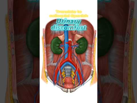 URINARY DISCOMFORT Translate to SPANISH | Medical Interpreter Training Vocabulary