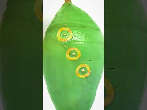 How Does a Chrysalis Breathe?