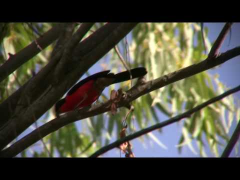 New African shrike species discovered | Dear Kitty. Some blog