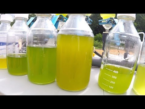 Scientists Are Working to Turn Algae into Diesel Fuel
