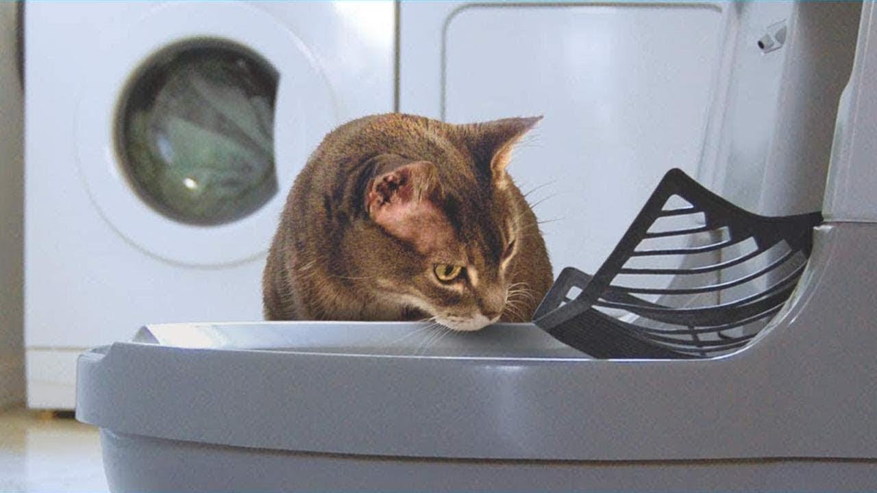 💜The Best Automatic Cat Litter Box Of 2021 - Top 5 Self Cleaning Options