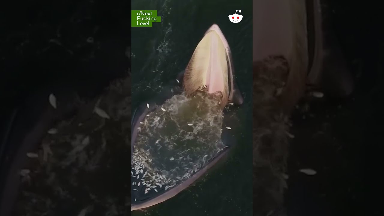 Next F**King Level #5 | r/NextFuckingLevel | Reddit Works | #Shorts