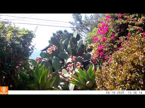 American Crows Eat Prickly Pears – Mashabu