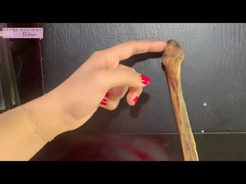 Fibula | Side Determination | Bony Features & Attachments | Pott’s Fracture