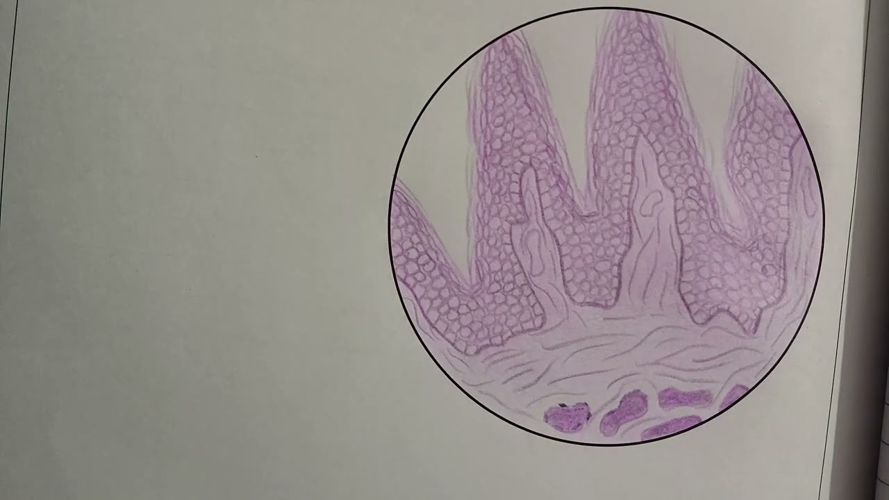 Filiform papillae of tongue - Oral mucosa | Histology diagram