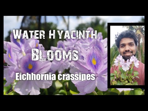 Water Hyacinth Plant With Beautiful Blooms (Eichhornia crassipes) Aquatic Plant / Nandanam Exotics