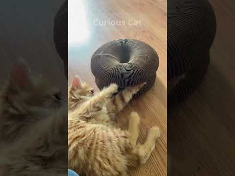 Curious Cat