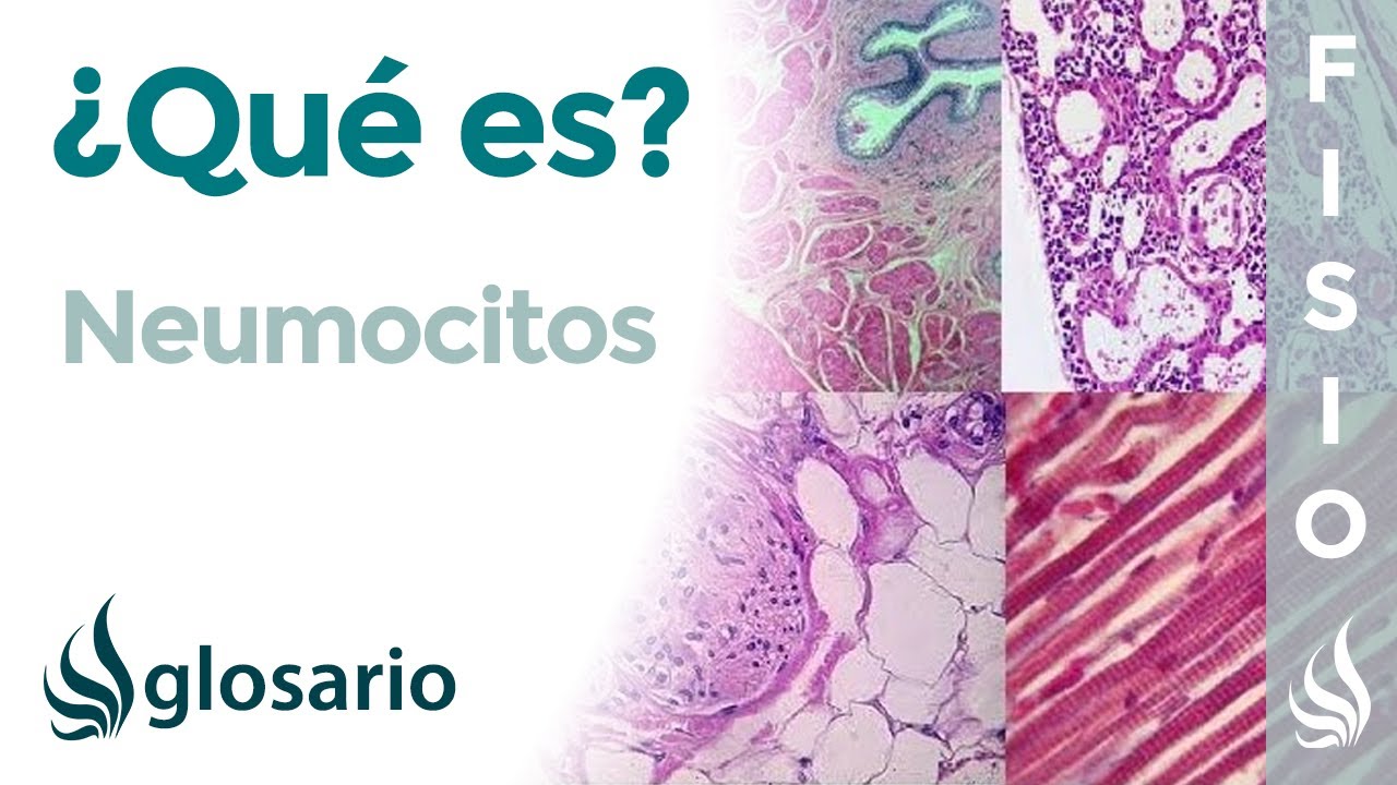 NEUMOCITOS | Qué son, significado, tipos, función y enfermedades