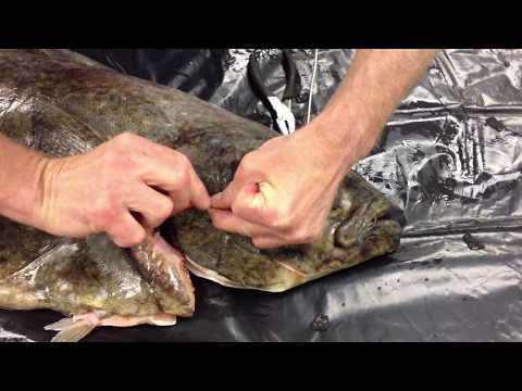 IPHC Pacific halibut tagging