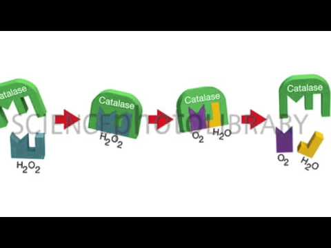 The Hydrogen Peroxide Killer: Catalase