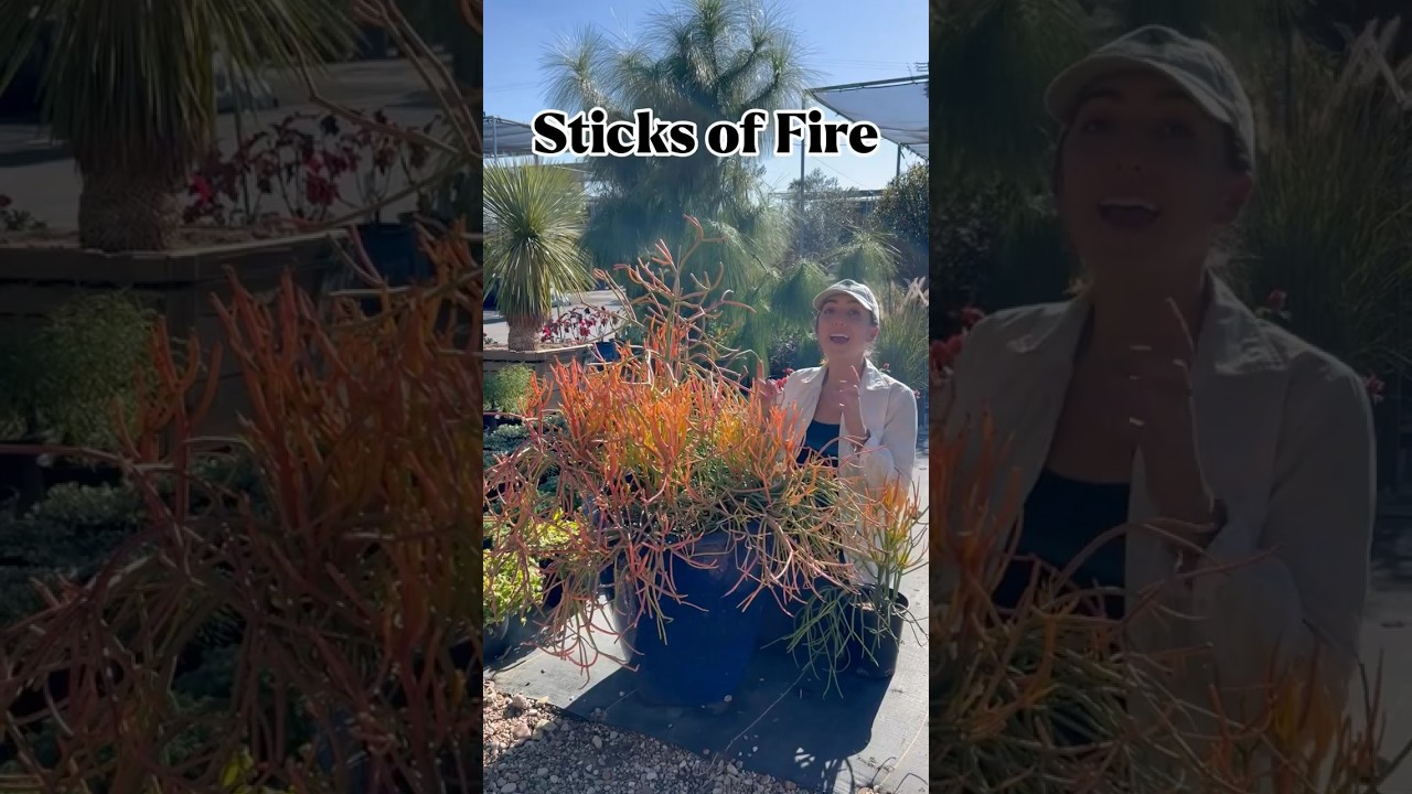 Sticks of Fire Care & Growing Tips - Vivero Growers Nursery