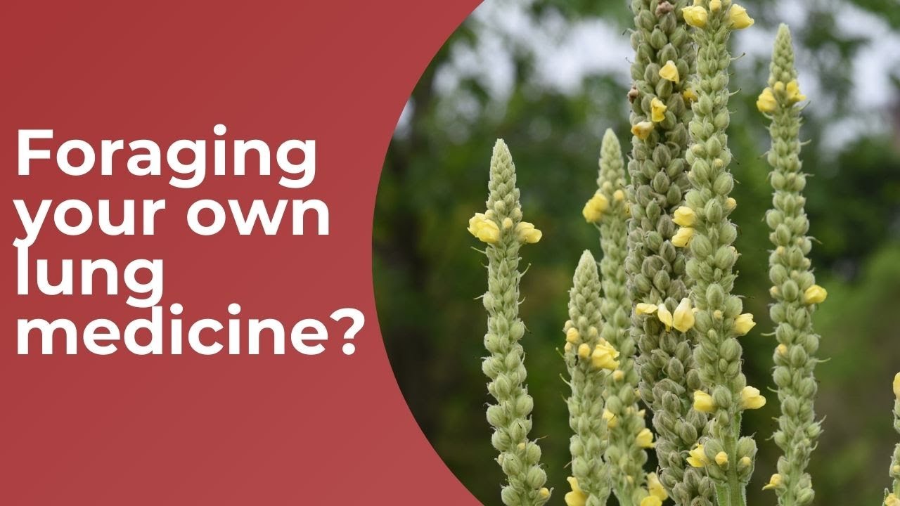 Using mullein as medicine (Mullein is the best natural lung medicine!)
