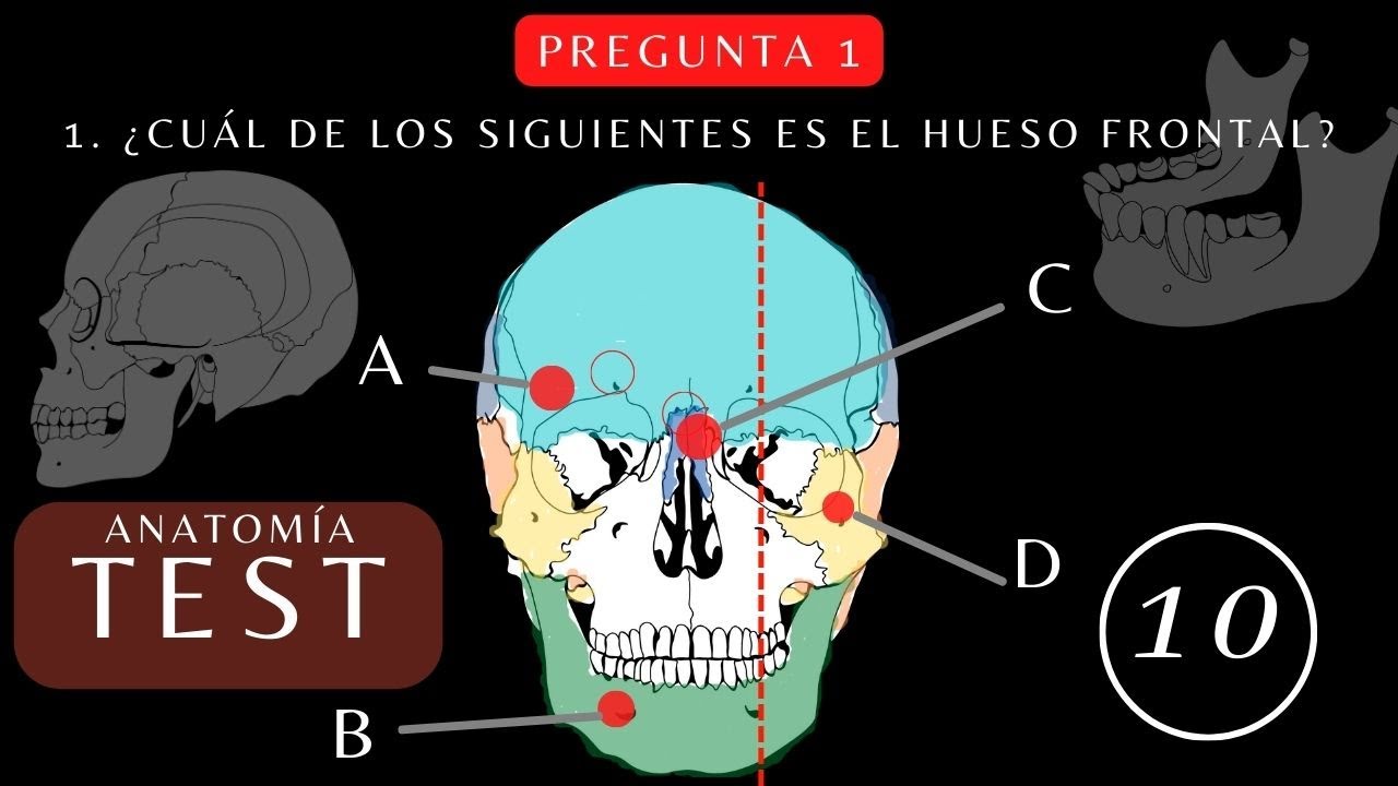 How Much Do You Know About the Anatomy and Physiology of the Skull Bones? Test/Trivia/Quiz