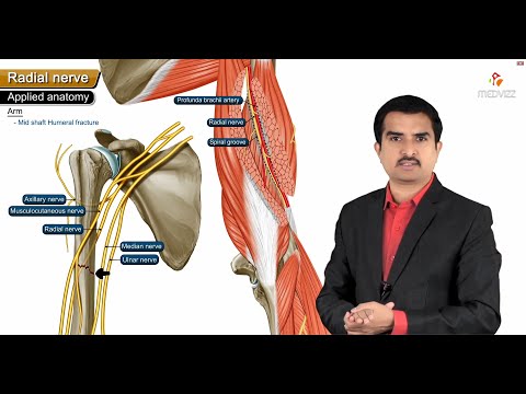 Radial nerve Anatomy Animation: Course, Innervation, Saturday night palsy, Wartenberg’s syndrome