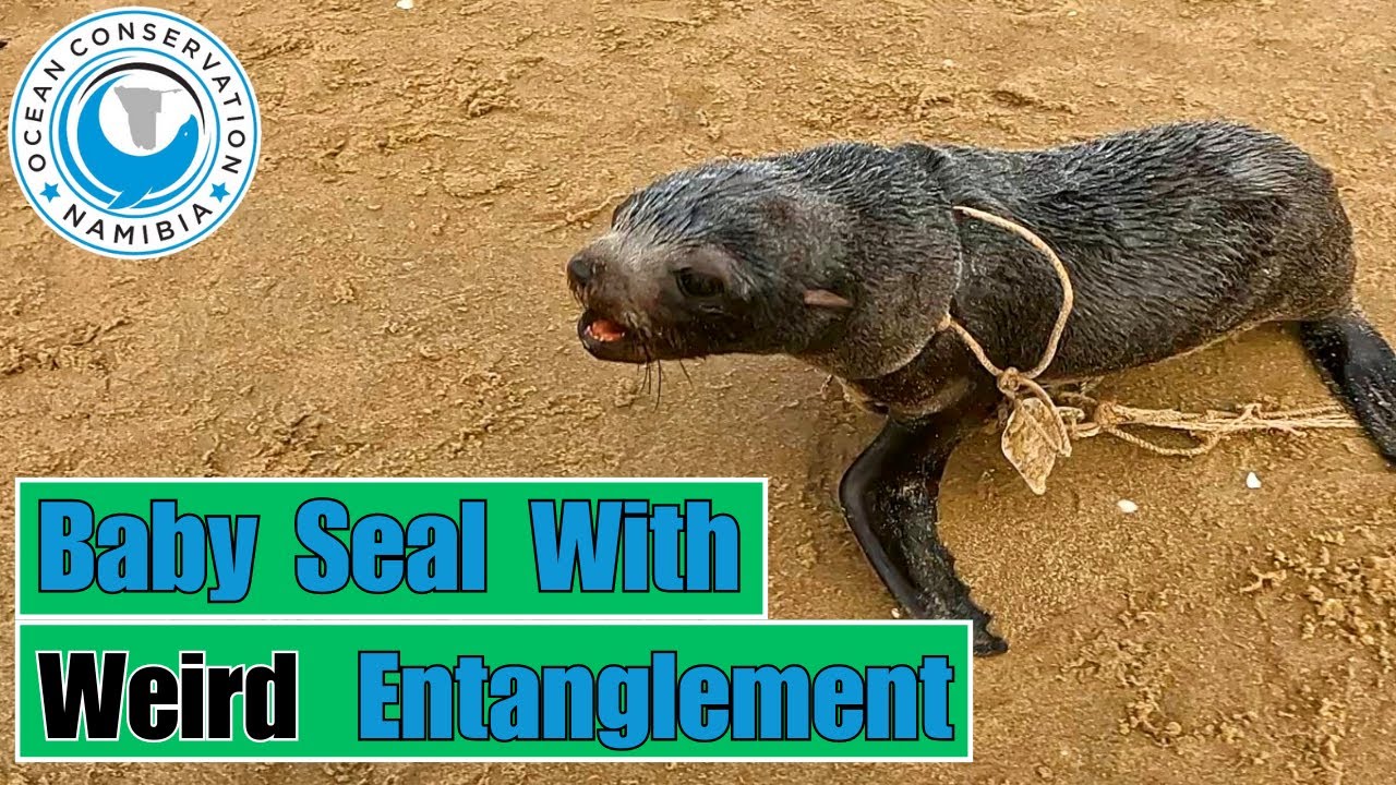 Baby Seal With Weird Entanglement