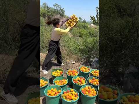 I am surprised to know the reason why the orchard owner threw away the fruits #fruit #farming