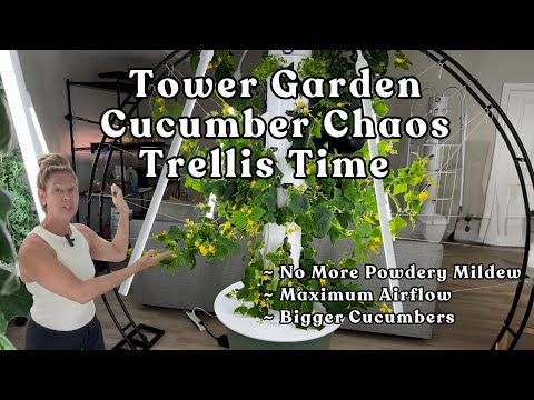 Training Tower Garden Vines for Maximum Airflow & Bigger Cucumbers #garden #farming #verticalgarden