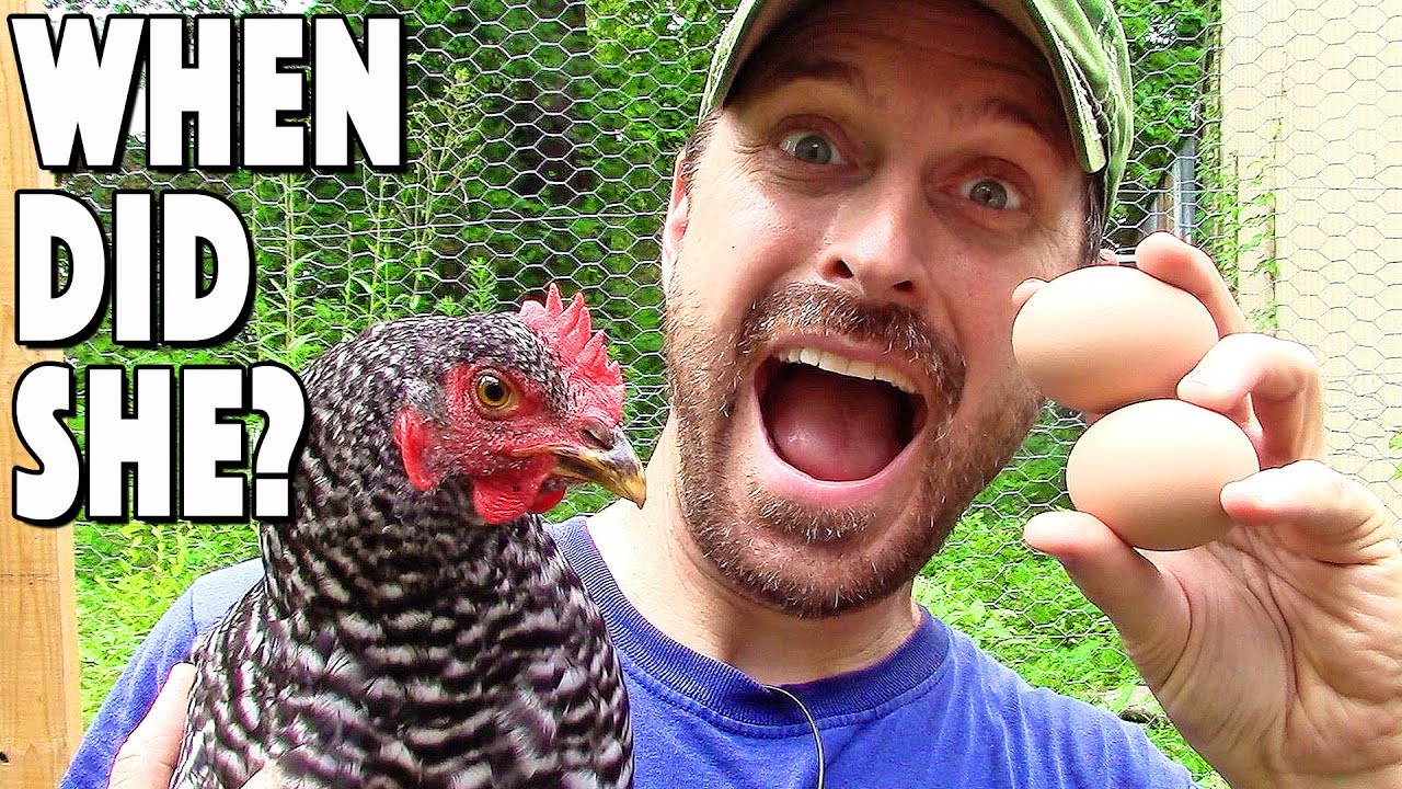 When Do Chickens Start To Lay Eggs? 3 Easy Ways To Tell