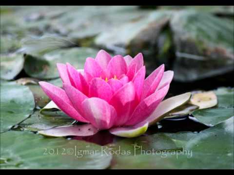 Nature Portfolio Slide Show